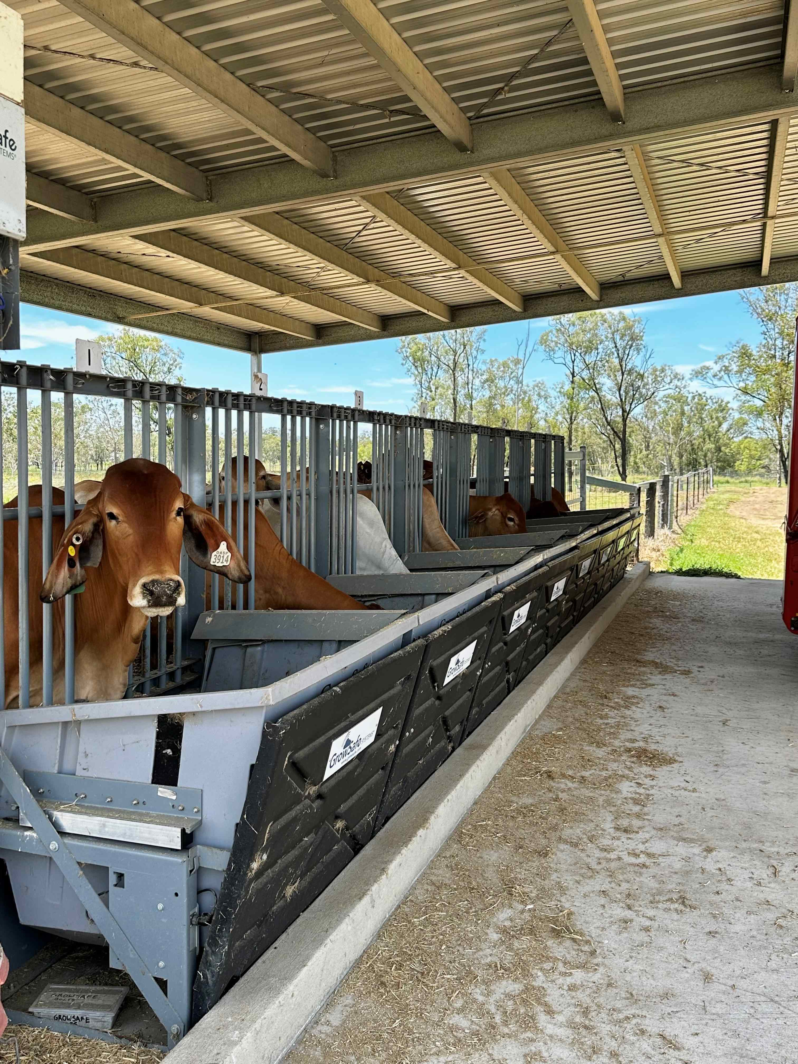 Growsafe - Queensland Animal Science Precinct - University of Queensland